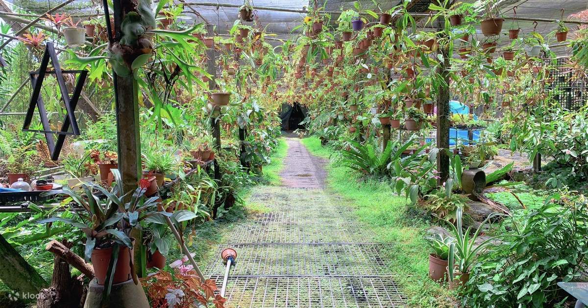 Илань: билет на ферму Бо и опыт DIY - Klook Россия